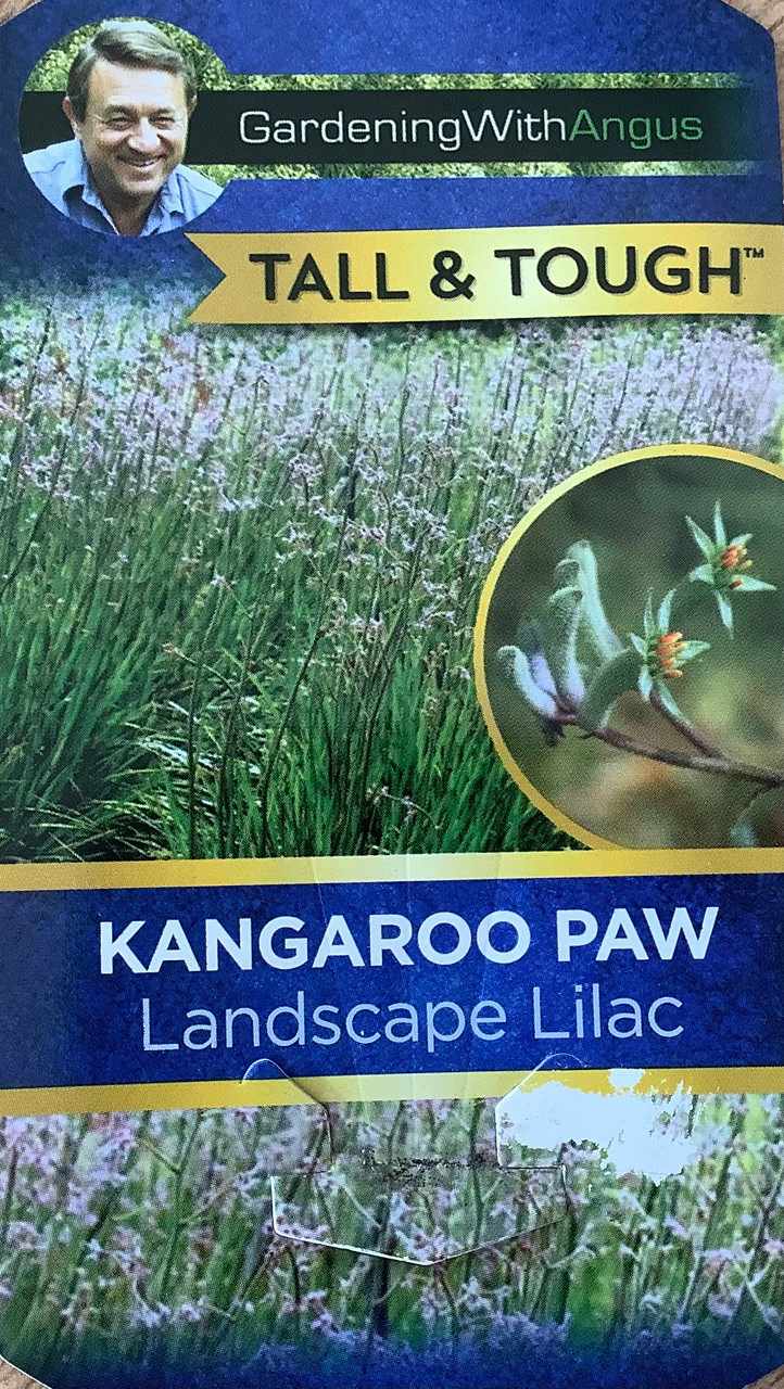 Kangaroo Paw Anigozanthos Landscape Lilac NATIVE