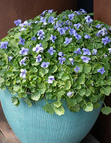 Native Violet Viola hederacea NATIVE
