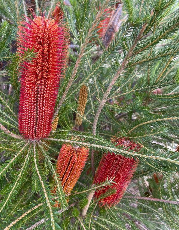 Banksia ericifolia “Red Rover” NATIVE