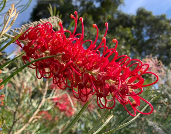 Grevillea Goliath NATIVE
