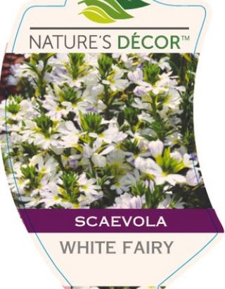 Scaevola aemula Fairy White NATIVE
