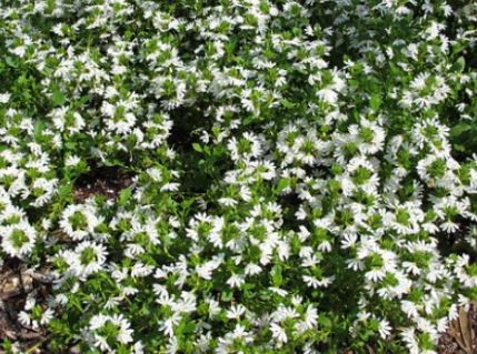 Scaevola aemula Fairy White NATIVE