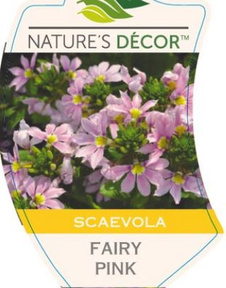 Scaevola aemula Fairy Pink NATIVE