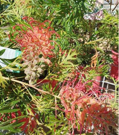 Grevillea Pink Profusion NATIVE