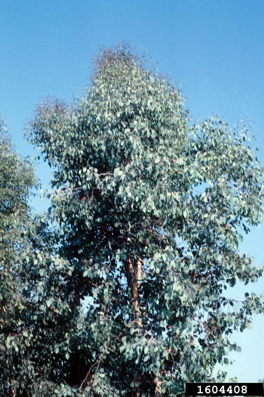 Red Box Gum Eucalyptus polyanthemos NATIVE