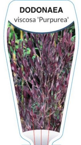 Purple Hop Bush Dodonaea viscosa purpurea