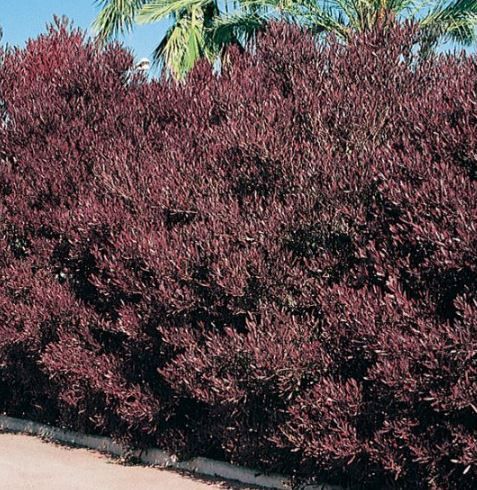 Purple Hop Bush Dodonaea viscosa purpurea