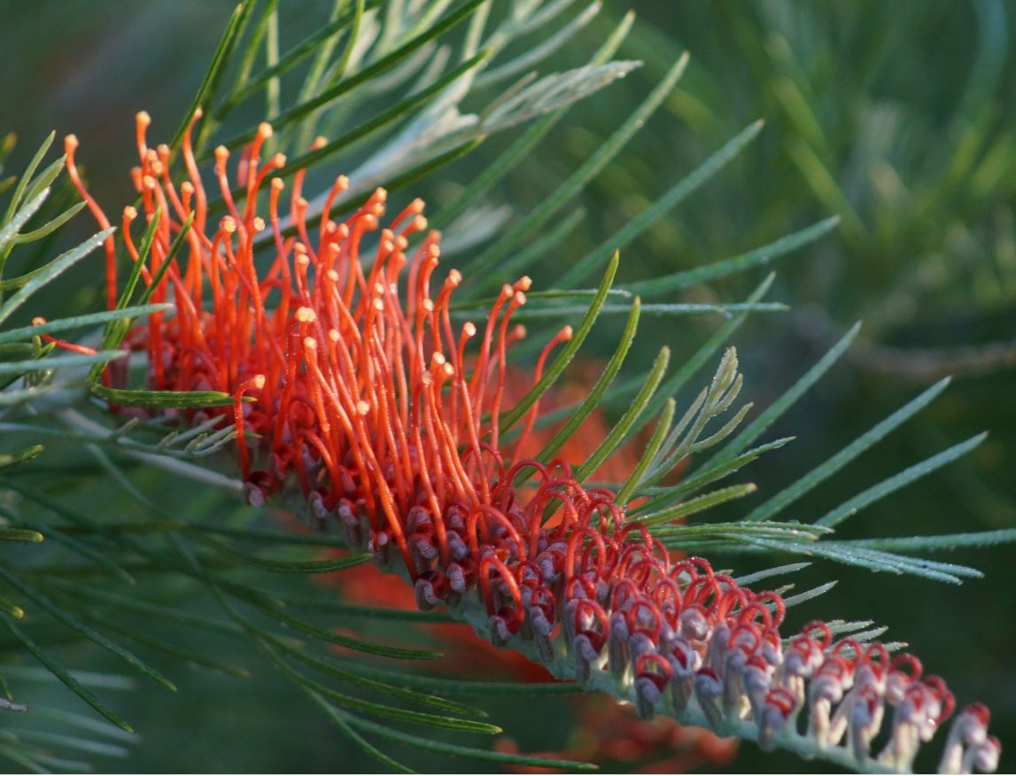 Grevillea Scarlet Moon NATIVE