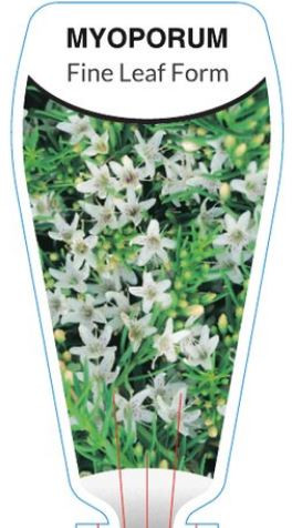 Myoporum parvifolium White - fine leafed form NATIVE
