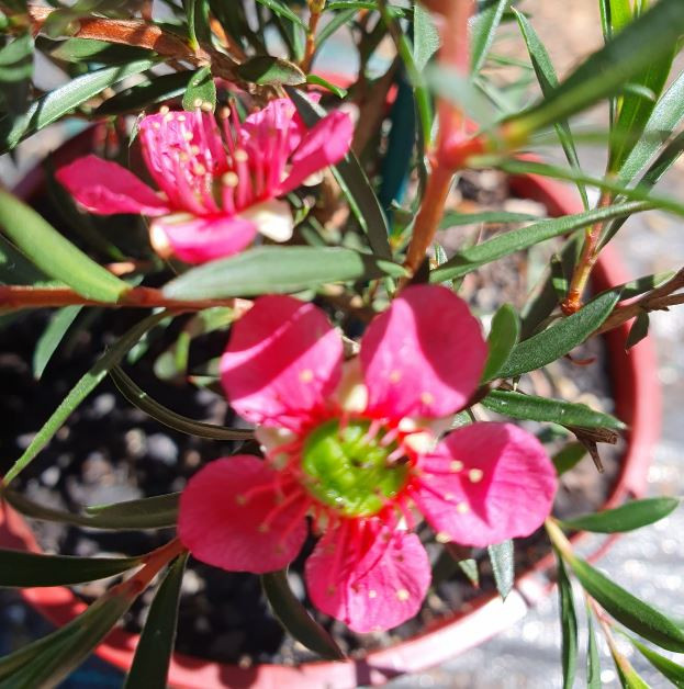 Leptospermum Merinda NATIVE