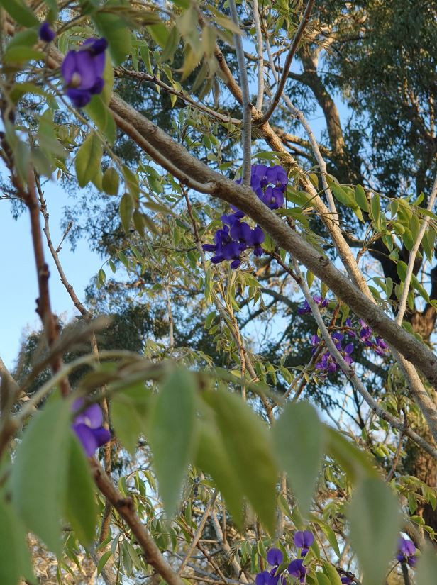 Tree Wisteria Bolusanthus speciosus
