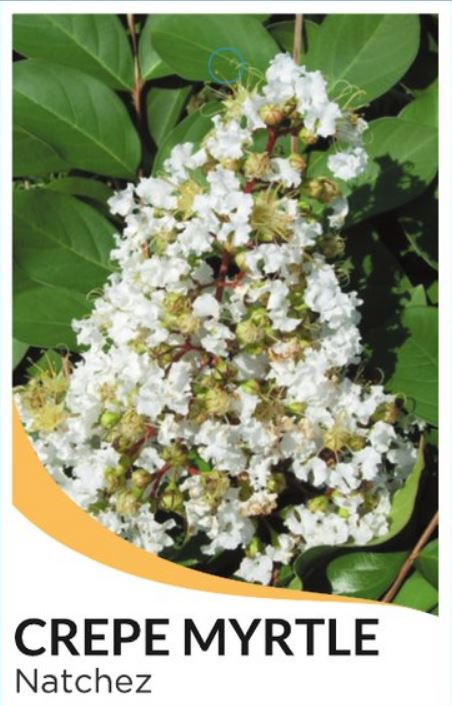 Crepe Myrtle Lagerstroemia Natchez