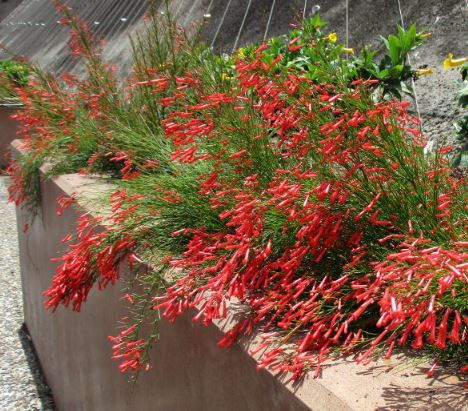 Russelia Ruby Falls Firecracker Plant