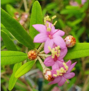 Phebalium woombye pink NATIVE