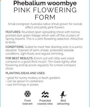 Phebalium woombye pink NATIVE