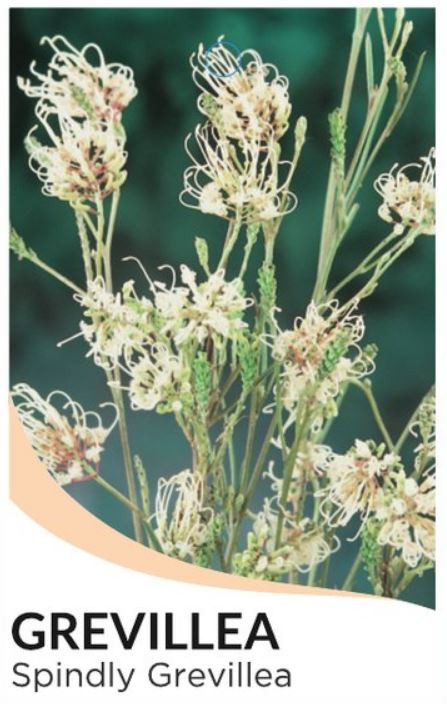 Spindly Grevillea Grevillea endlicheriana NATIVE