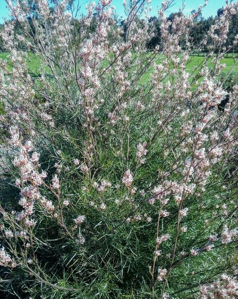 Spindly Grevillea Grevillea endlicheriana NATIVE