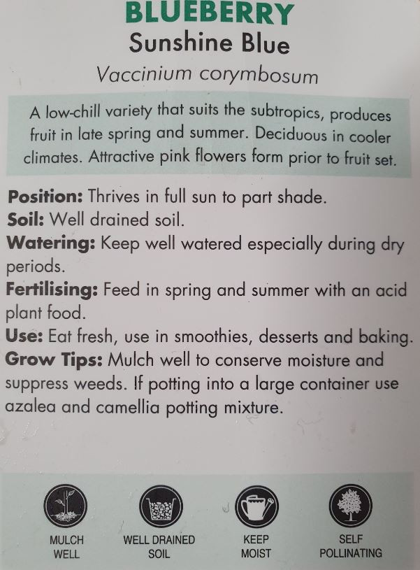 Blueberry Sunshine Blue