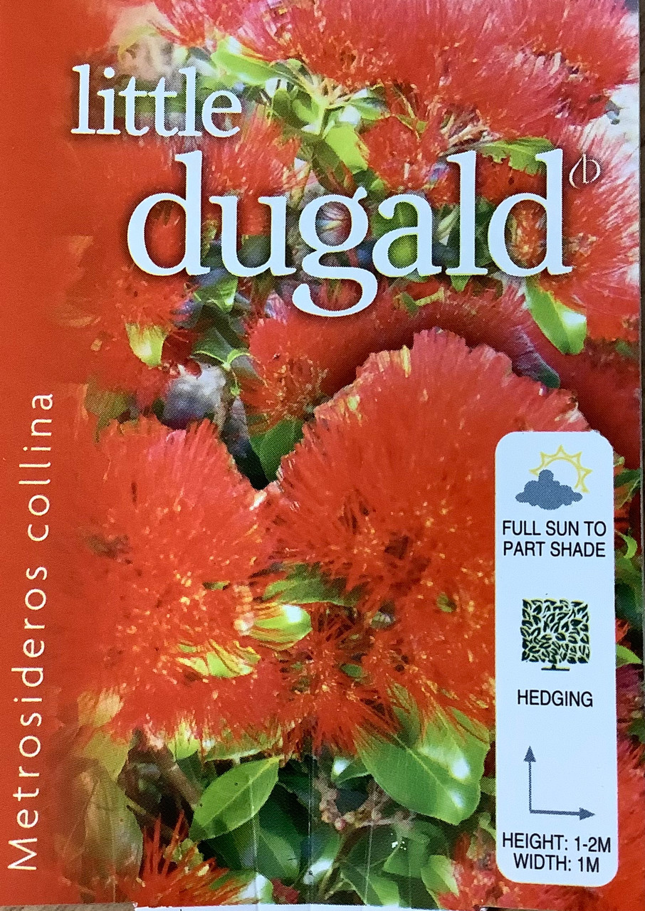 Little Dugald Metrosideros collina