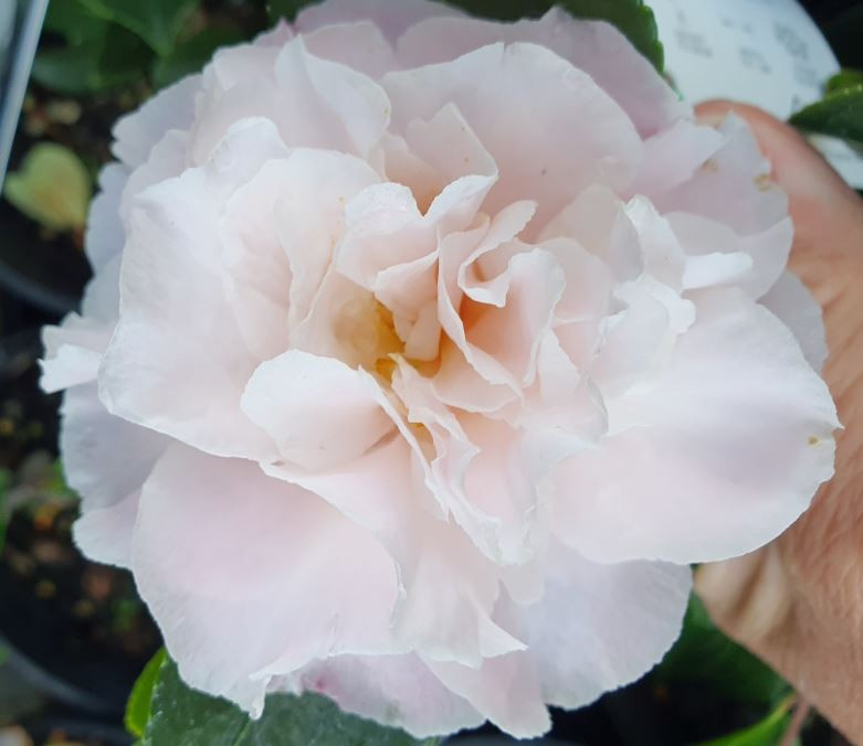 Camellia Snow