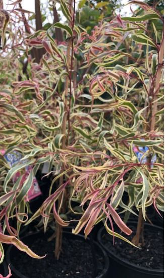 Pink Flamingo Peppermint Tree Agonis flexuosa NATIVE