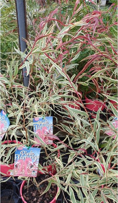 Pink Flamingo Peppermint Tree Agonis flexuosa NATIVE