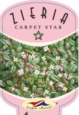 Carpet Star Zieria Prostrata NATIVE
