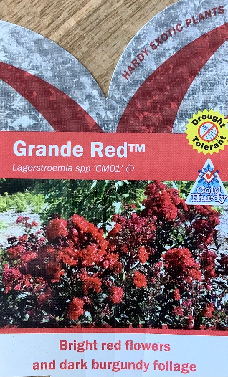 Crepe Myrtle Lagerstroemia Grande Red