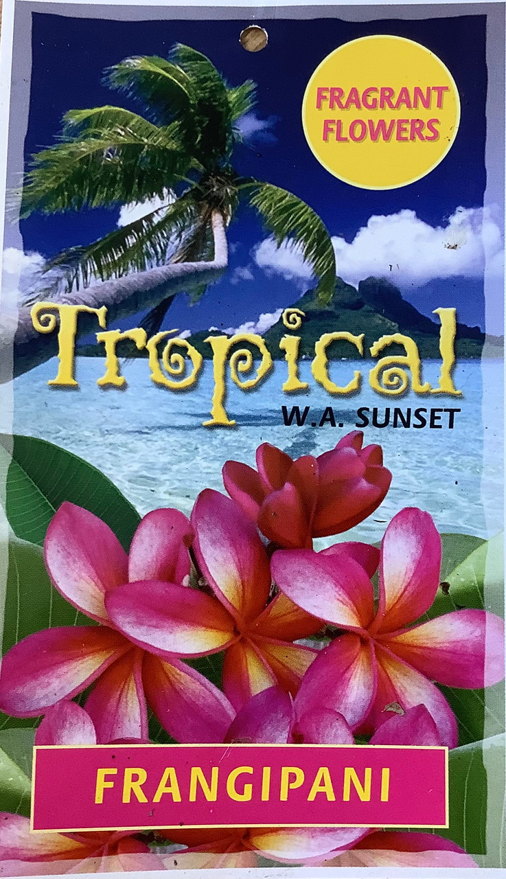 Frangipani WA Sunset