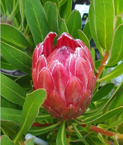 Protea Red Ice