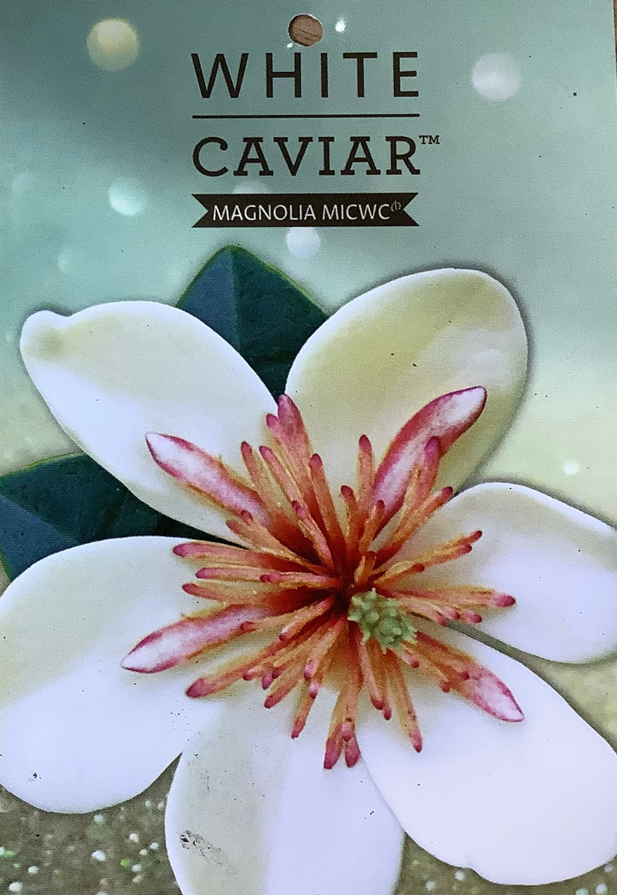 Magnolia White Caviar