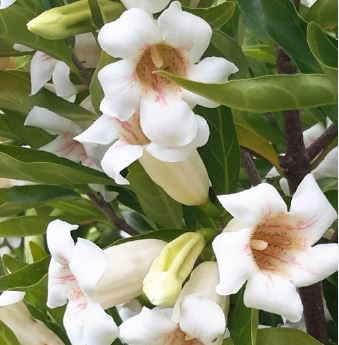 September Bells Rothmannia globosa