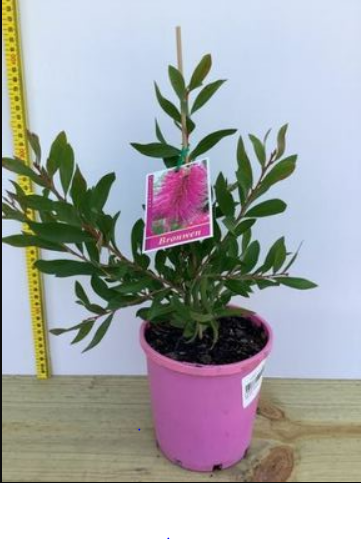Callistemon Bronwen NATIVE - Princess Fancy-Plants