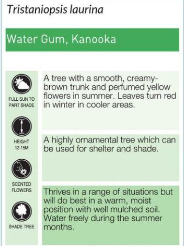 Water Gum Tristaniopsis laurina NATIVE