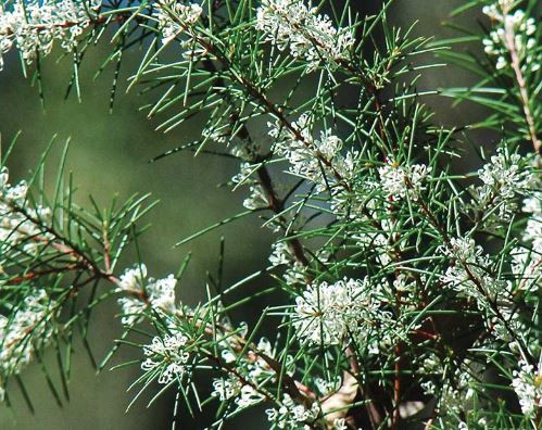 Silky Needle Bush Hakea sericea NATIVE