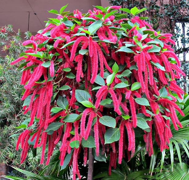 Red Hot Cat's Tail Acalypha hispida