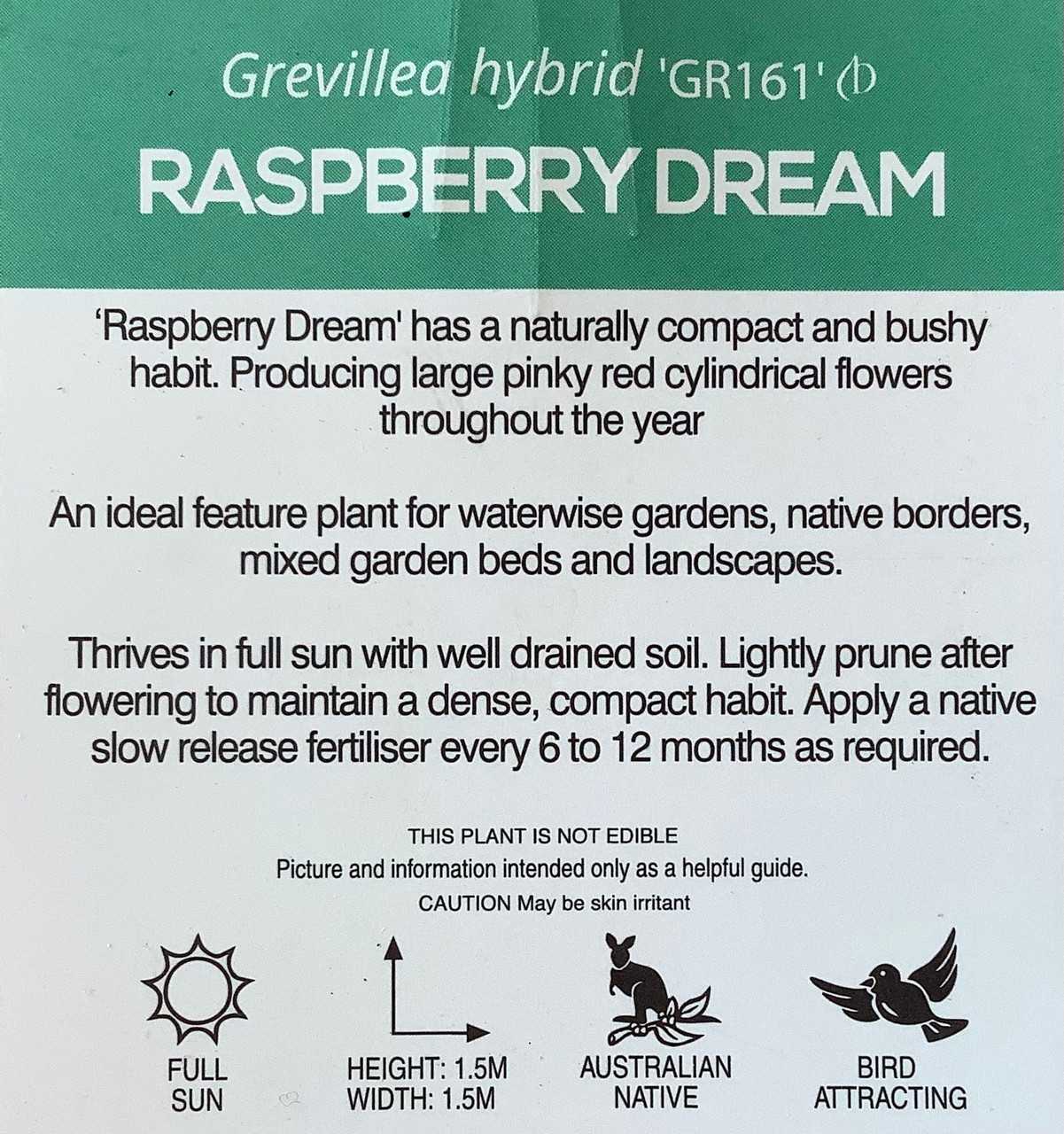 Grevillea Raspberry Dreams NATIVE