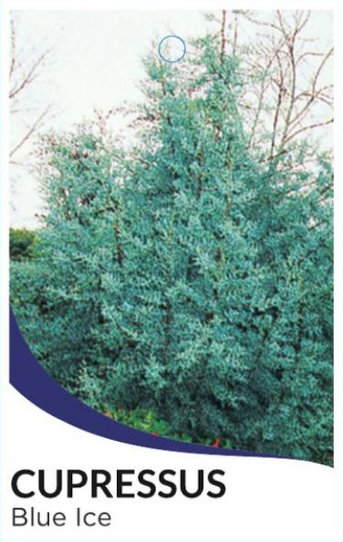 Blue Ice Cupressus Glabra