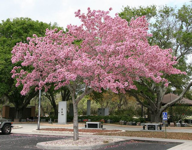 Pink Trumpet Tree Tabebuia palmeri