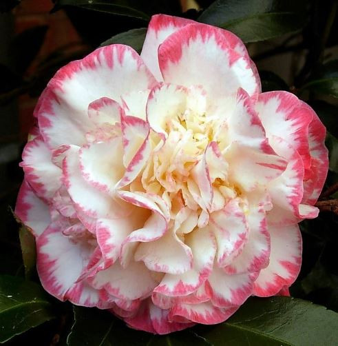 Camellia Margaret Davis JAPONICA