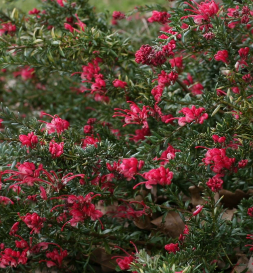 Grevillea Raspberry Ripple NATIVE