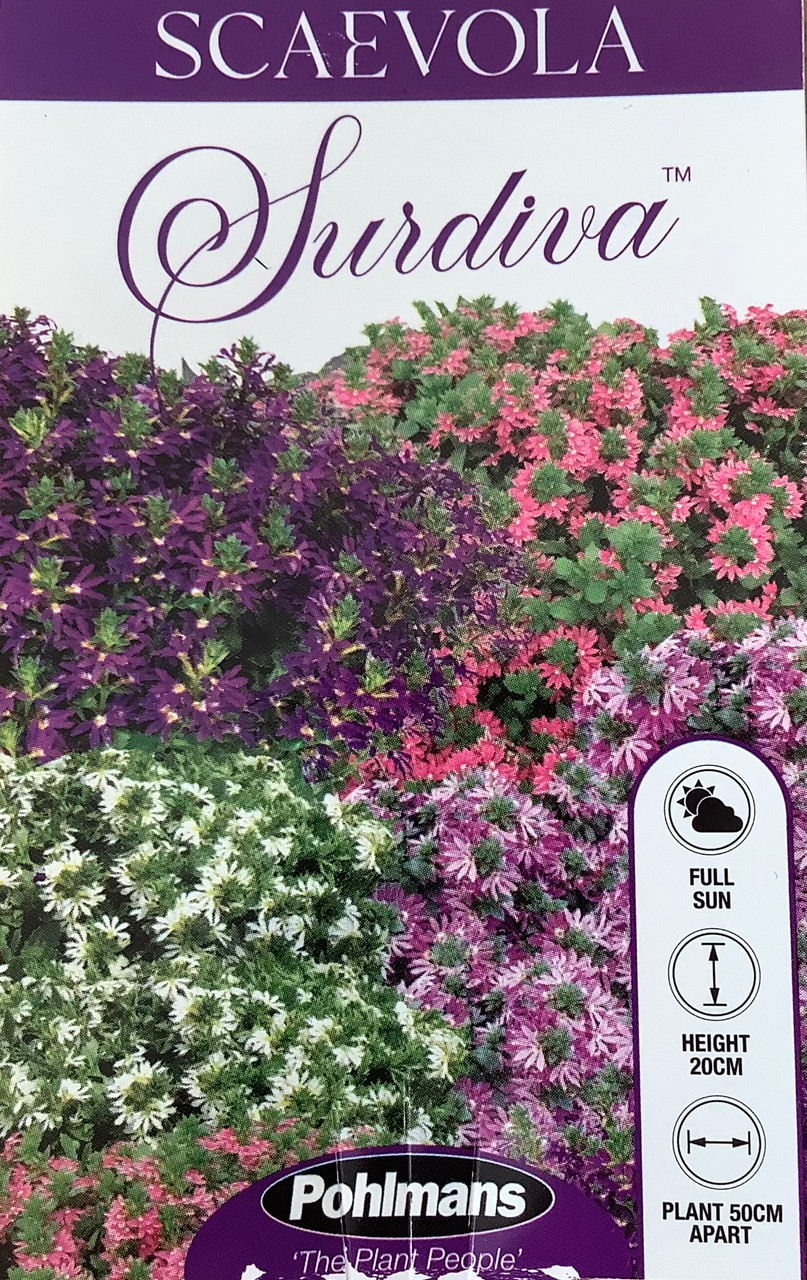 Fan Flower Scaevola Surdiva Purple NATIVE