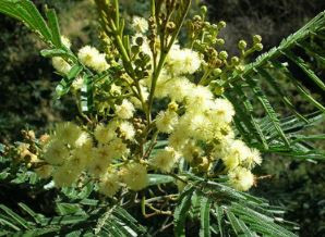 Dwarf Black Wattle Callicoma serratifolia NATIVE