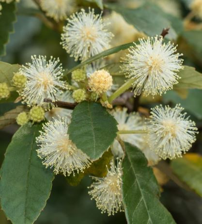 Dwarf Black Wattle Callicoma serratifolia NATIVE