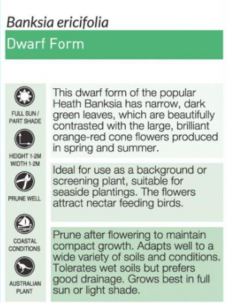 Banksia ericifolia Dwarf form NATIVE