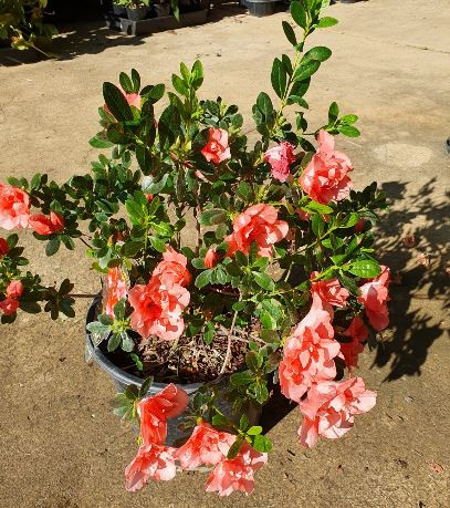 Azalea Nice Surprise