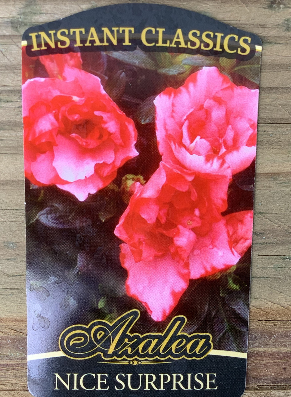 Azalea Nice Surprise