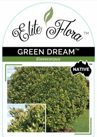 Elaeocarpus Reticulatus Green Dream NATIVE