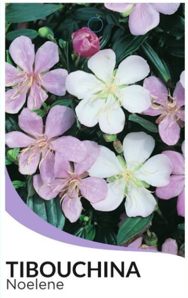 Tibouchina mutabilis Noelene