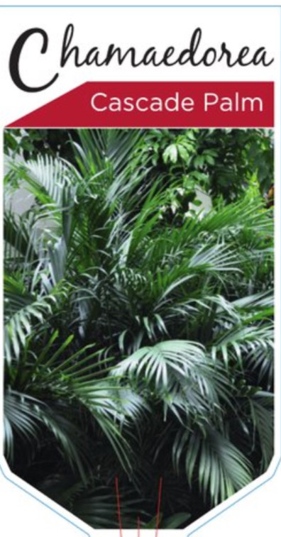 Cascade Palm Chamaedorea Atrovirens